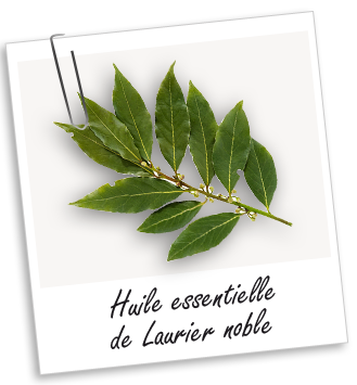Huile essentielle de Laurier noble : propriétés et utilisations - Aroma ...