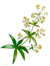 Colorant végétal Garance en poudre - Aroma-Zone